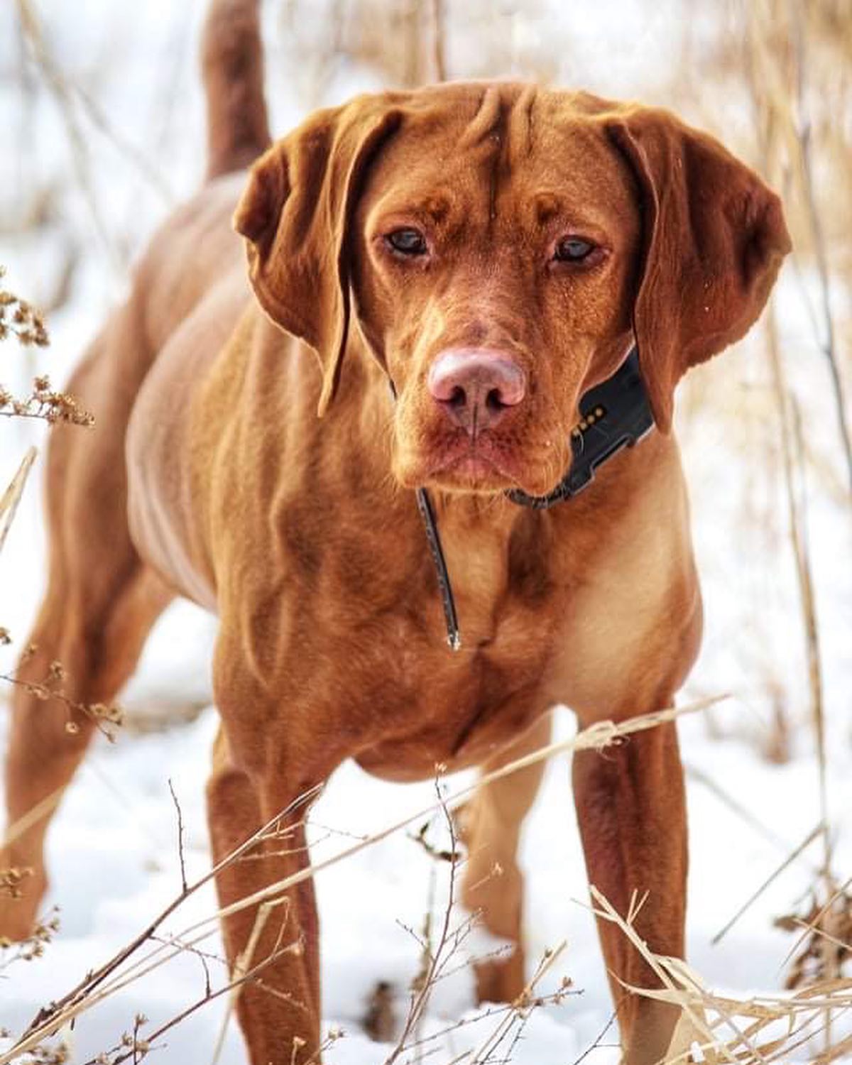 Vizslas | Big Creek Pet Lodge